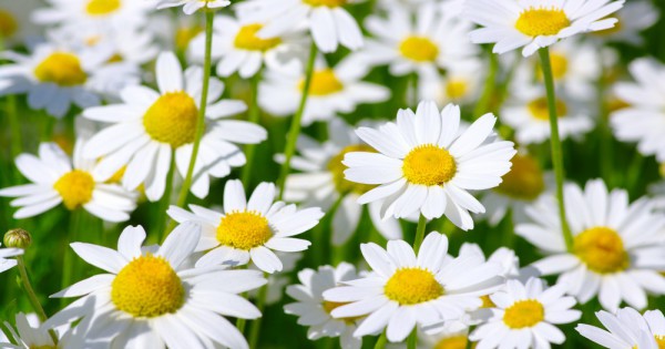 Mușețelul miraculos! La ce îl poți folosi? - Blog - Săpun natural Manna ...